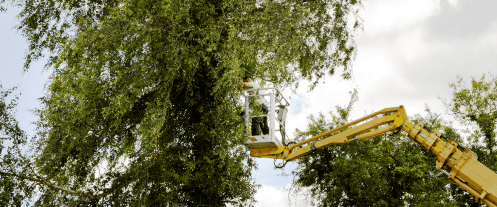 Pruning and Trimming: Expert Techniques for Beautiful and Healthy Trees ...