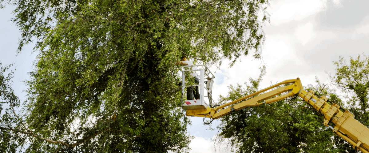 Pruning and Trimming: Expert Techniques for Beautiful and Healthy Trees ...