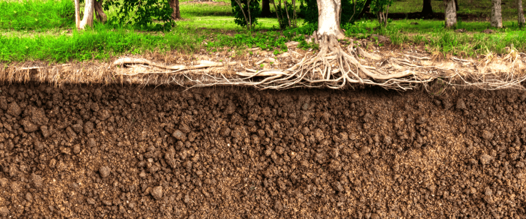 The Role Of Trees In Soil Conservation And Erosion Control | Viva Trees