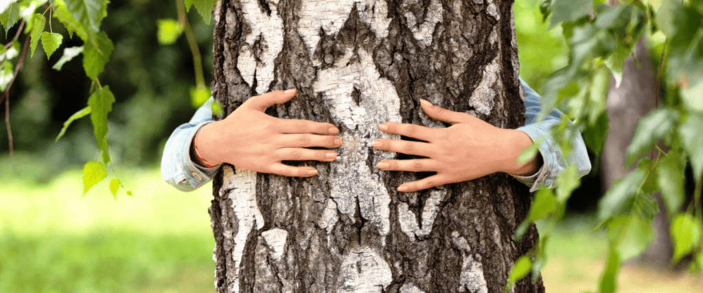 The Importance of Tree Preservation During Construction and Development ...