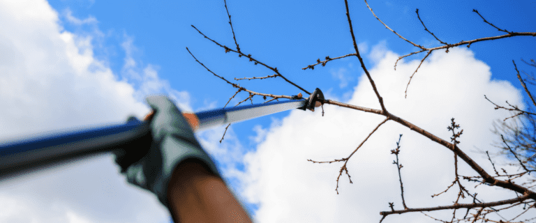Low Impact Tree Care: Environmentally Conscious Tools and Techniques ...