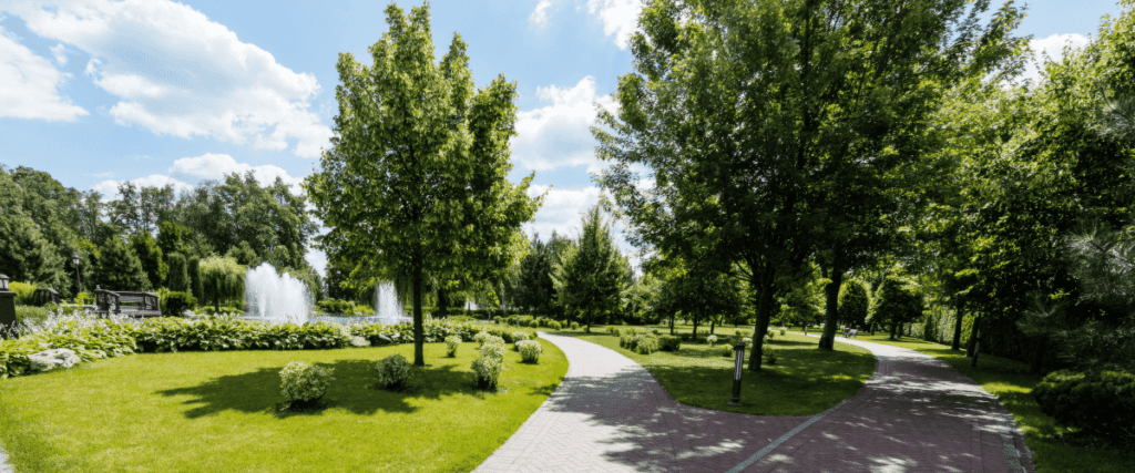 The Ultimate Guide to Tree Care & Maintenance | Viva Trees