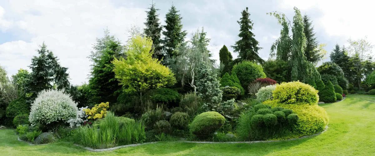 The Ultimate Guide to Tree Care & Maintenance | Viva Trees