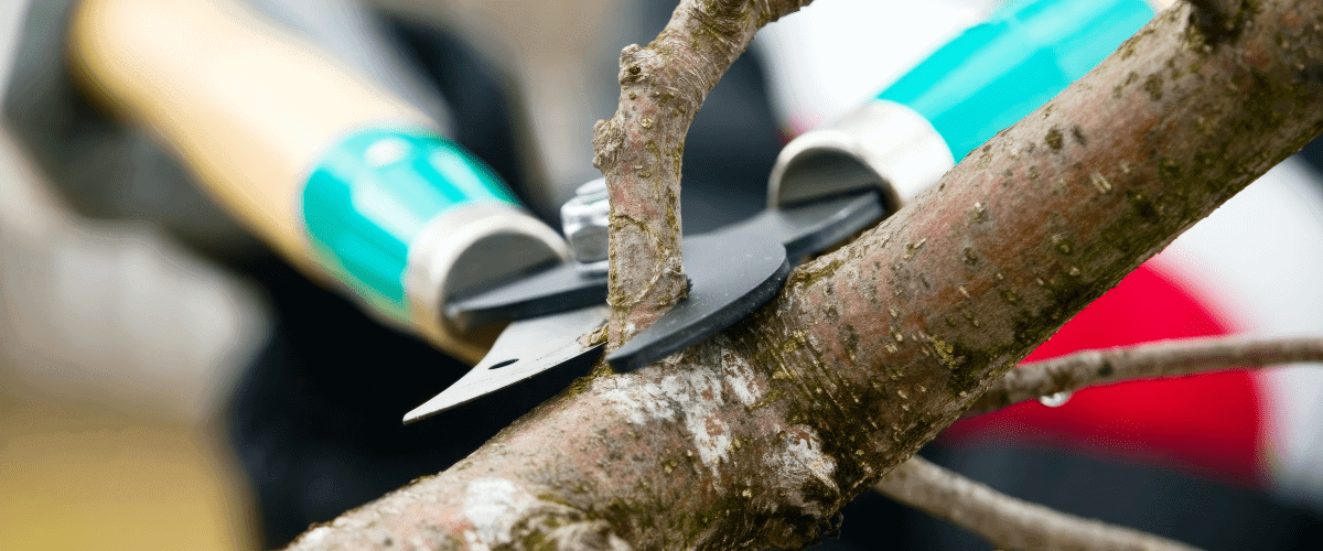 Pruning and Trimming: Expert Techniques for Beautiful and Healthy Trees ...