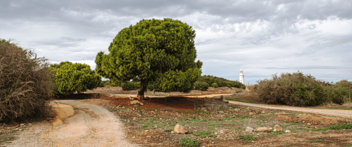 The Importance of Tree Preservation During Construction and Development ...
