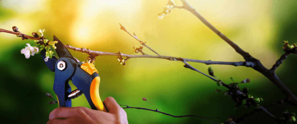 Pruning and Trimming: Expert Techniques for Beautiful and Healthy Trees ...