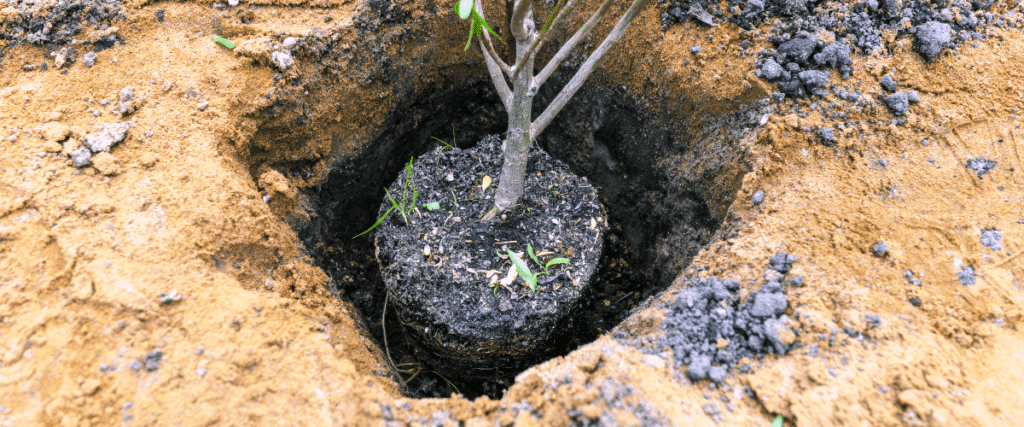The Role Of Trees In Soil Conservation And Erosion Control | Viva Trees