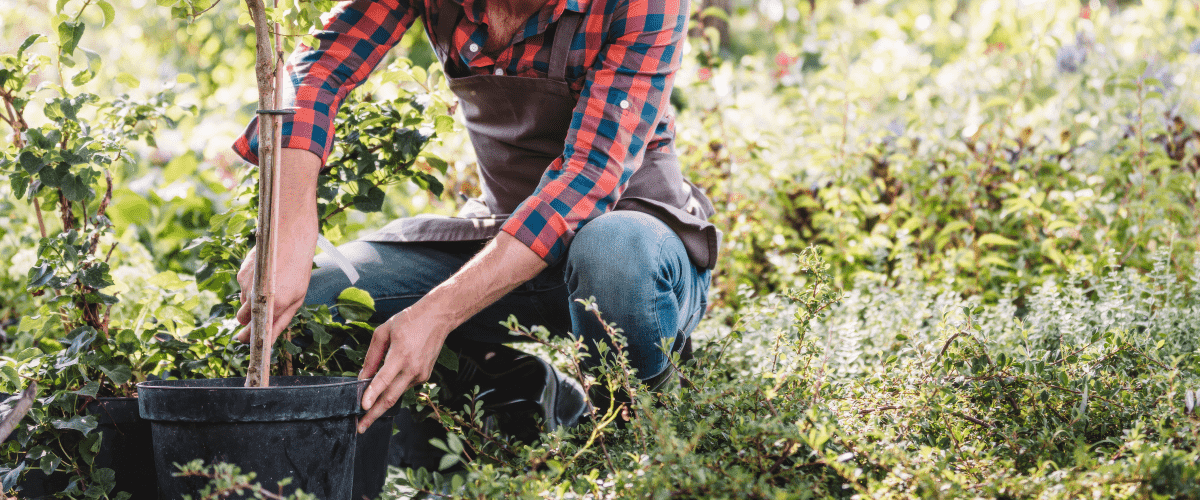 The Ultimate Tree Health Checklist: How to Keep Your Trees Strong and ...