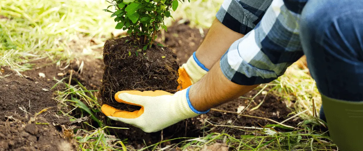 The Complete Guide to Planting Trees: From Selection to Aftercare ...