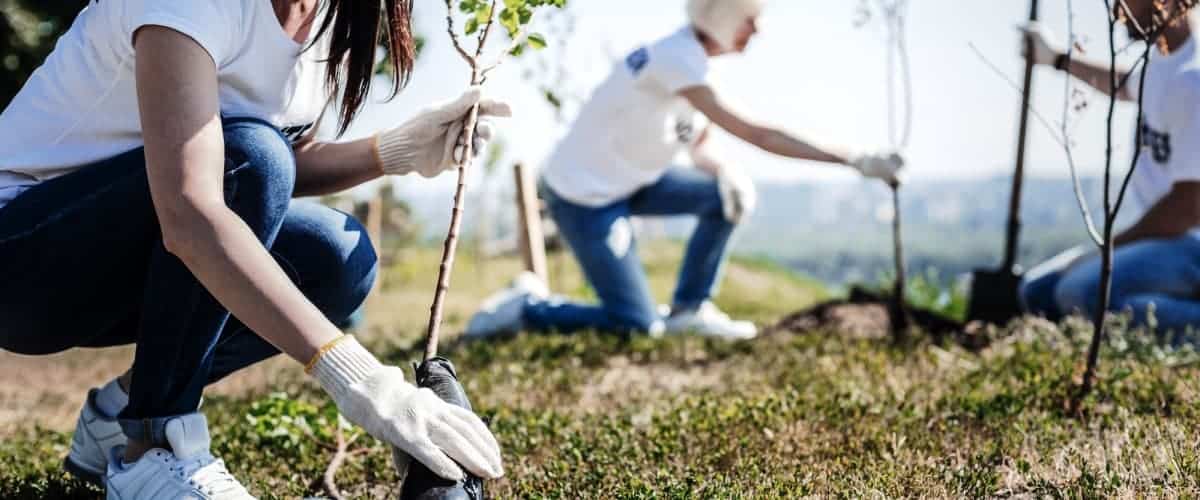 The Ultimate Tree Health Checklist: How to Keep Your Trees Strong and ...