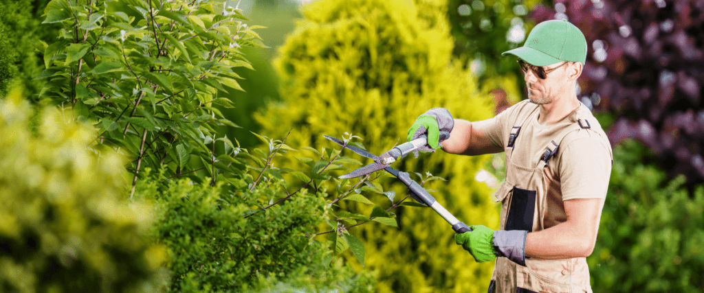 The Ultimate Guide to Tree Care & Maintenance | Viva Trees