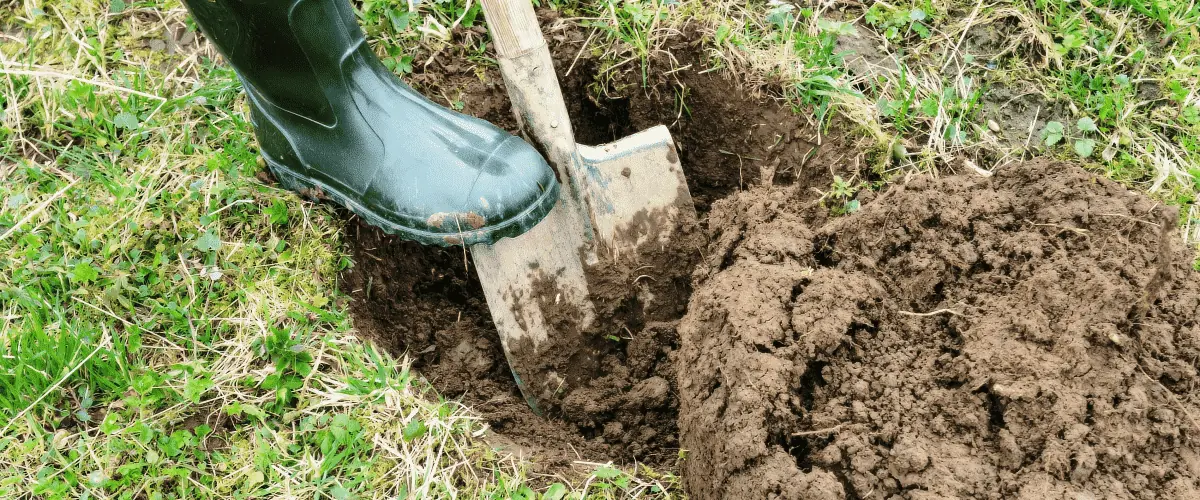 The Complete Guide to Planting Trees: From Selection to Aftercare ...