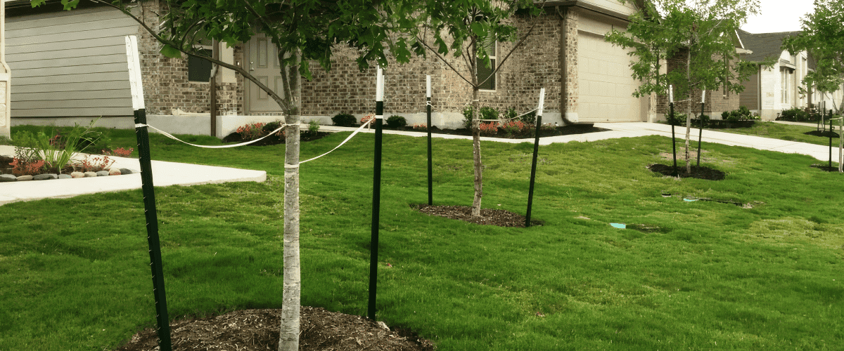 The Complete Guide to Planting Trees: From Selection to Aftercare ...