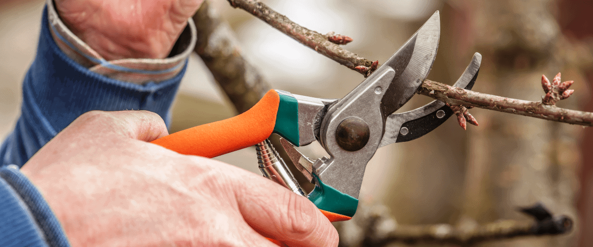 The Complete Guide to Planting Trees: From Selection to Aftercare ...