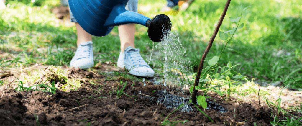 The Complete Guide to Planting Trees: From Selection to Aftercare ...