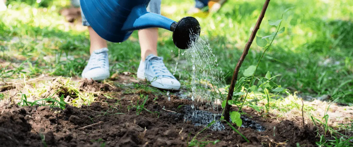 The Complete Guide to Planting Trees: From Selection to Aftercare ...